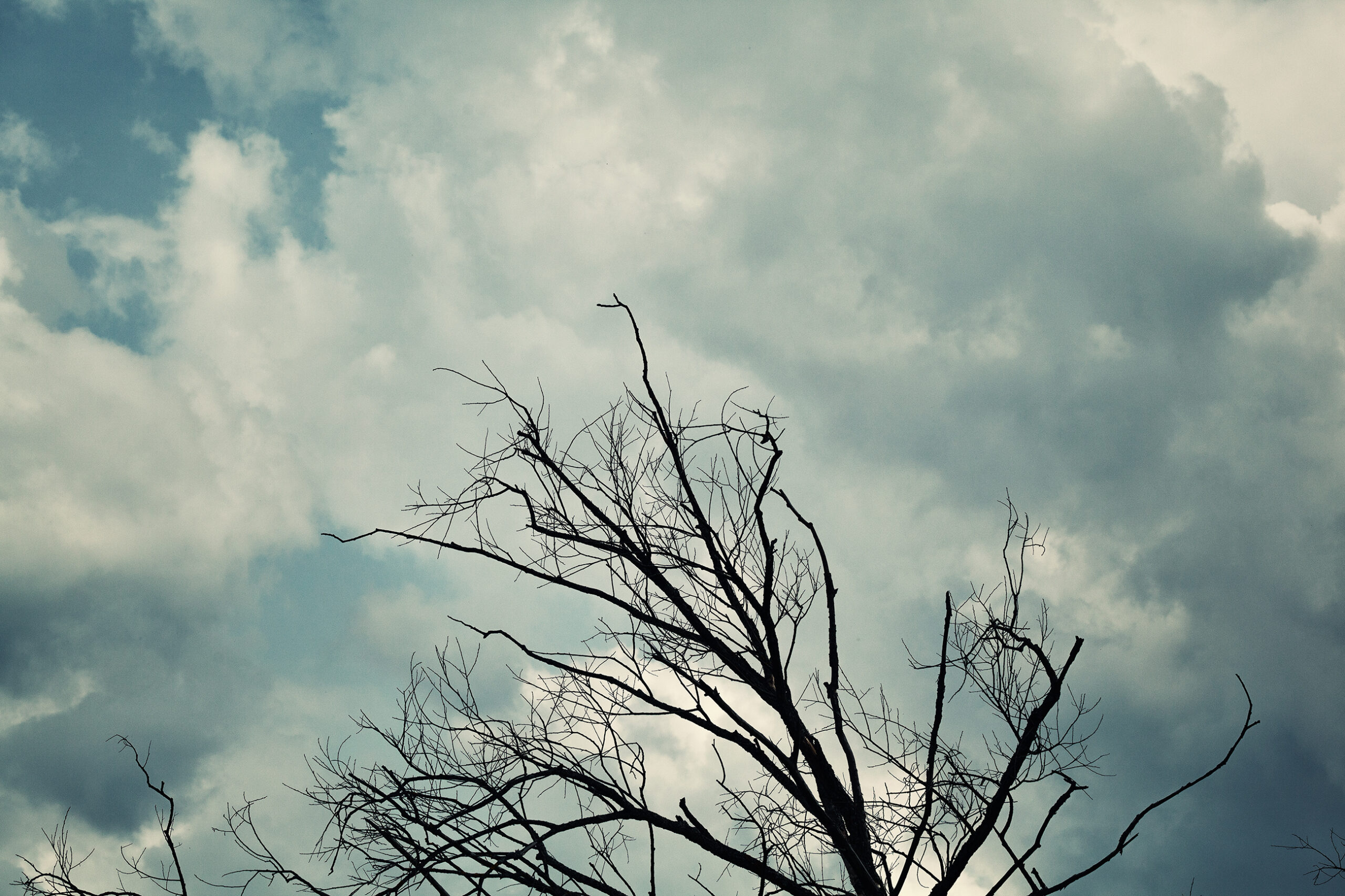 dry dark tree against the dark sky | Envision your Evolution